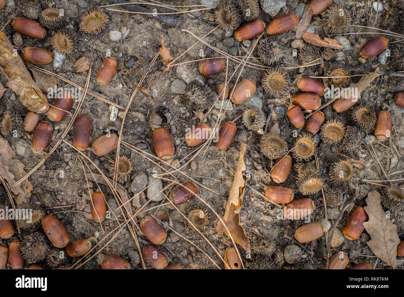 Temperate zone tree leaves hi-res stock photography and images - Alamy