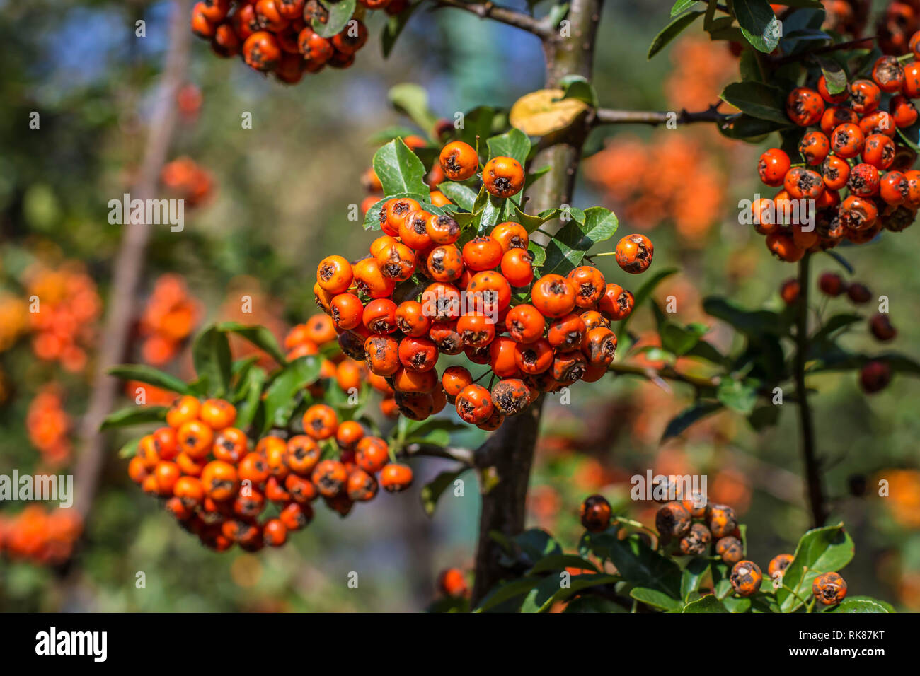 Orange fruits of scarlet firethorn - latin name Pyracantha coccinea ...