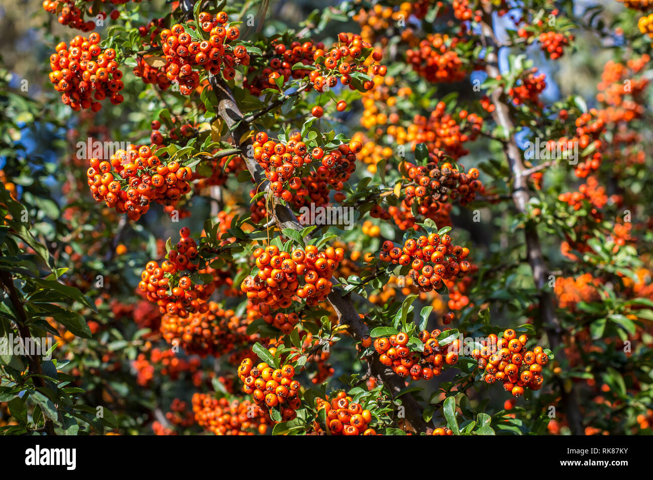 Orange fruits of scarlet firethorn - latin name Pyracantha coccinea ...