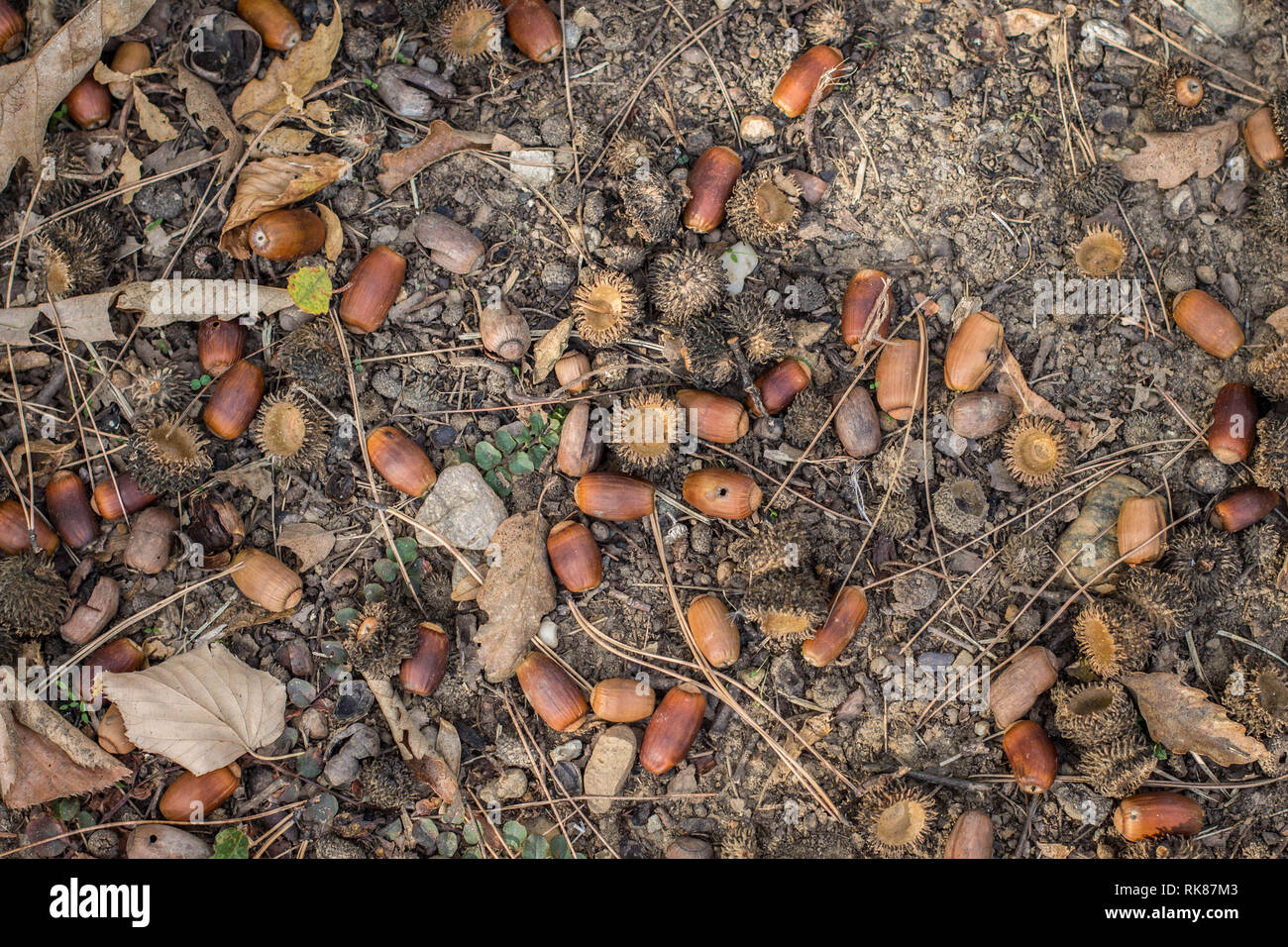 Bunch of fallen acorns of Turkish oak - latin name Quercus cerris on ...