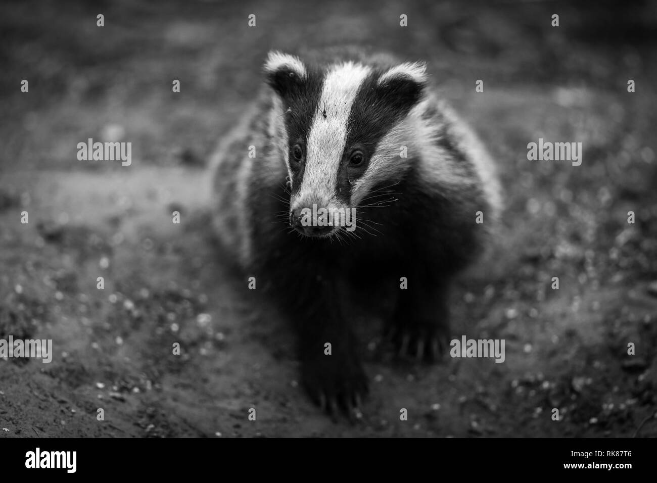 Badger cub in black and white. Scientific name: Meles meles. In natural ...