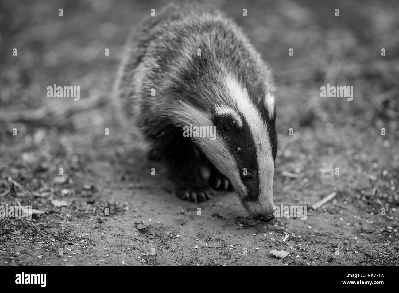 Badger cub in black and white. Scientific name: Meles meles. In natural ...