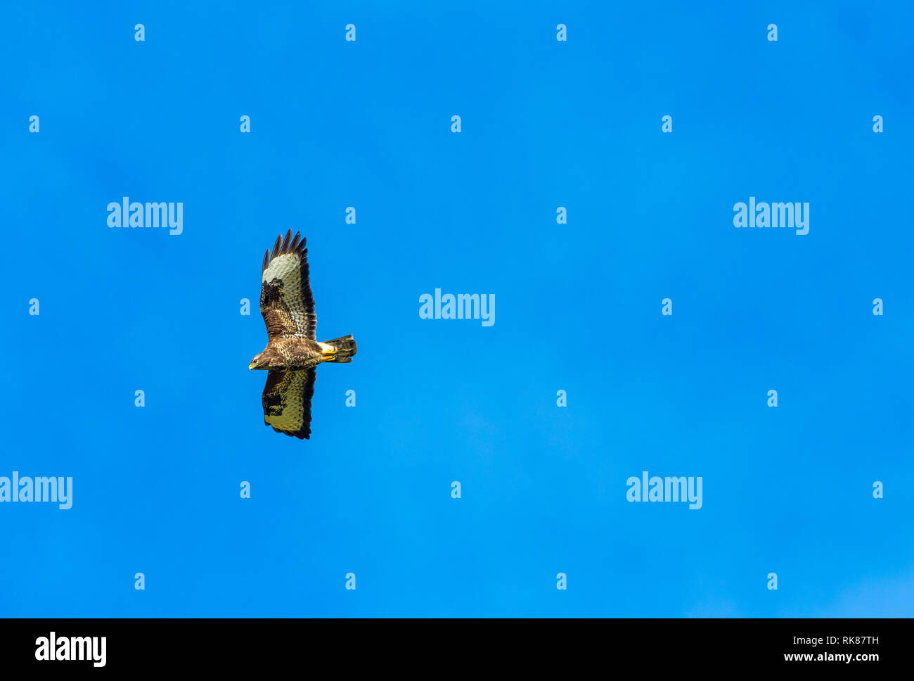 Buzzard with wings spread hi-res stock photography and images - Alamy