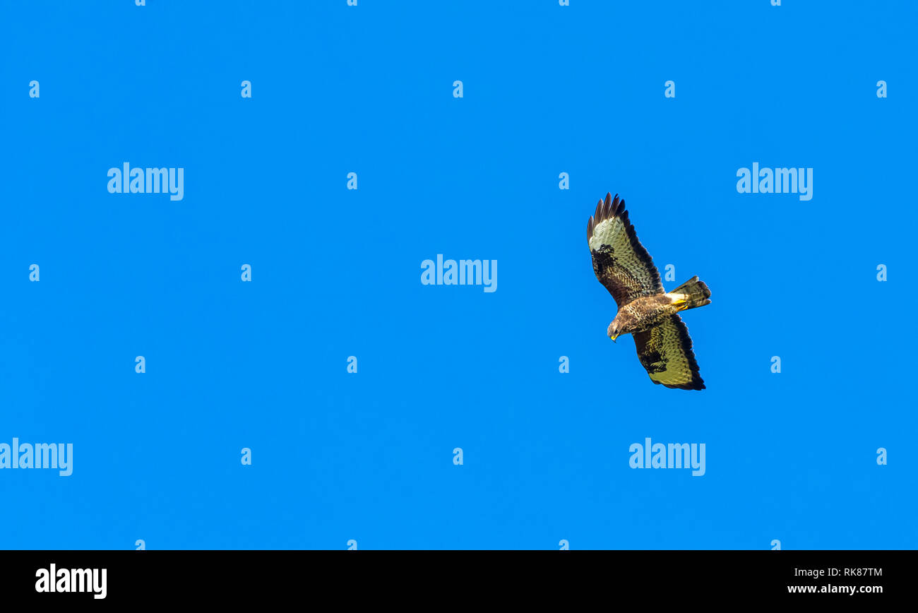 Buzzard with wings spread hi-res stock photography and images - Alamy