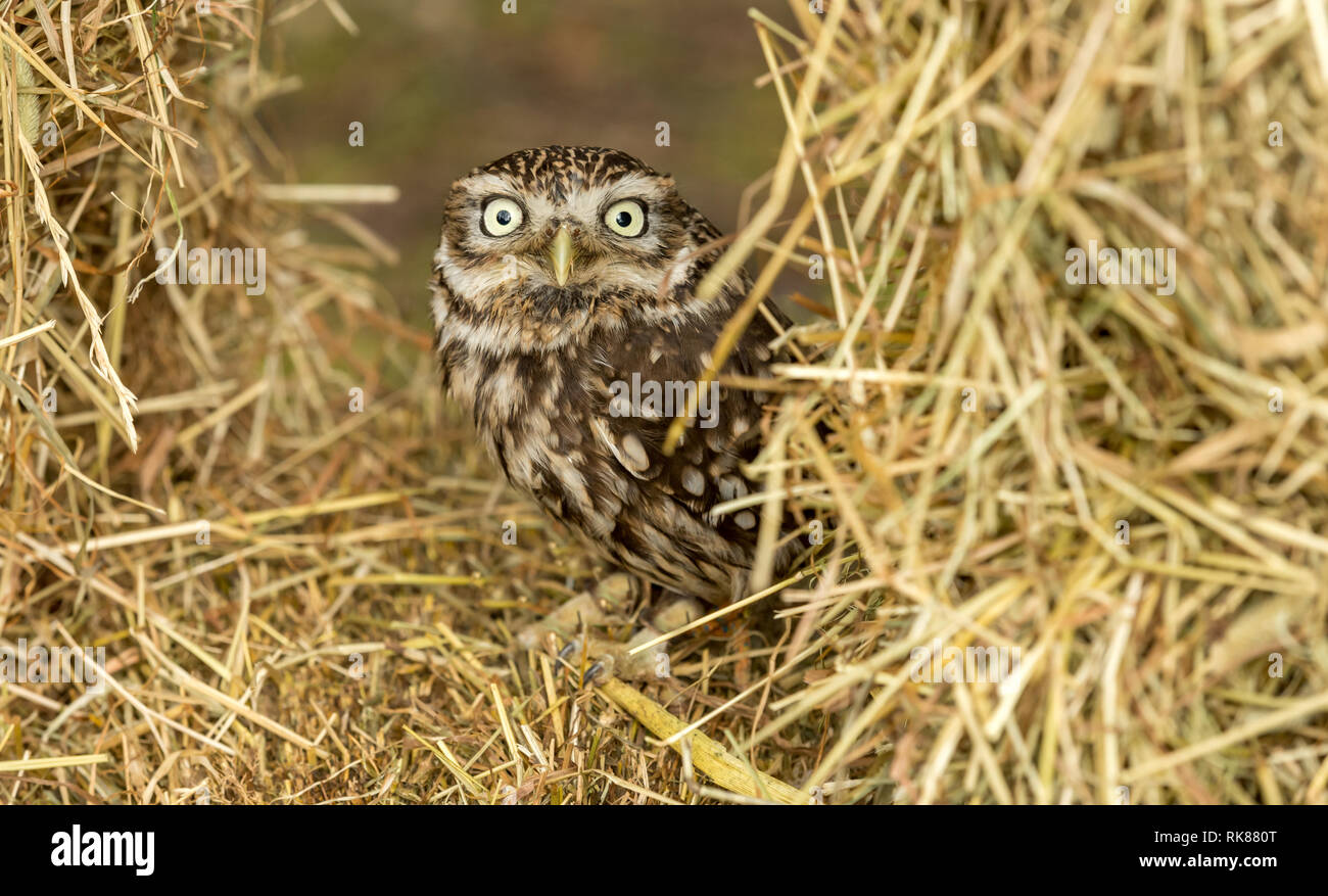 Peeping eyes hi-res stock photography and images - Alamy