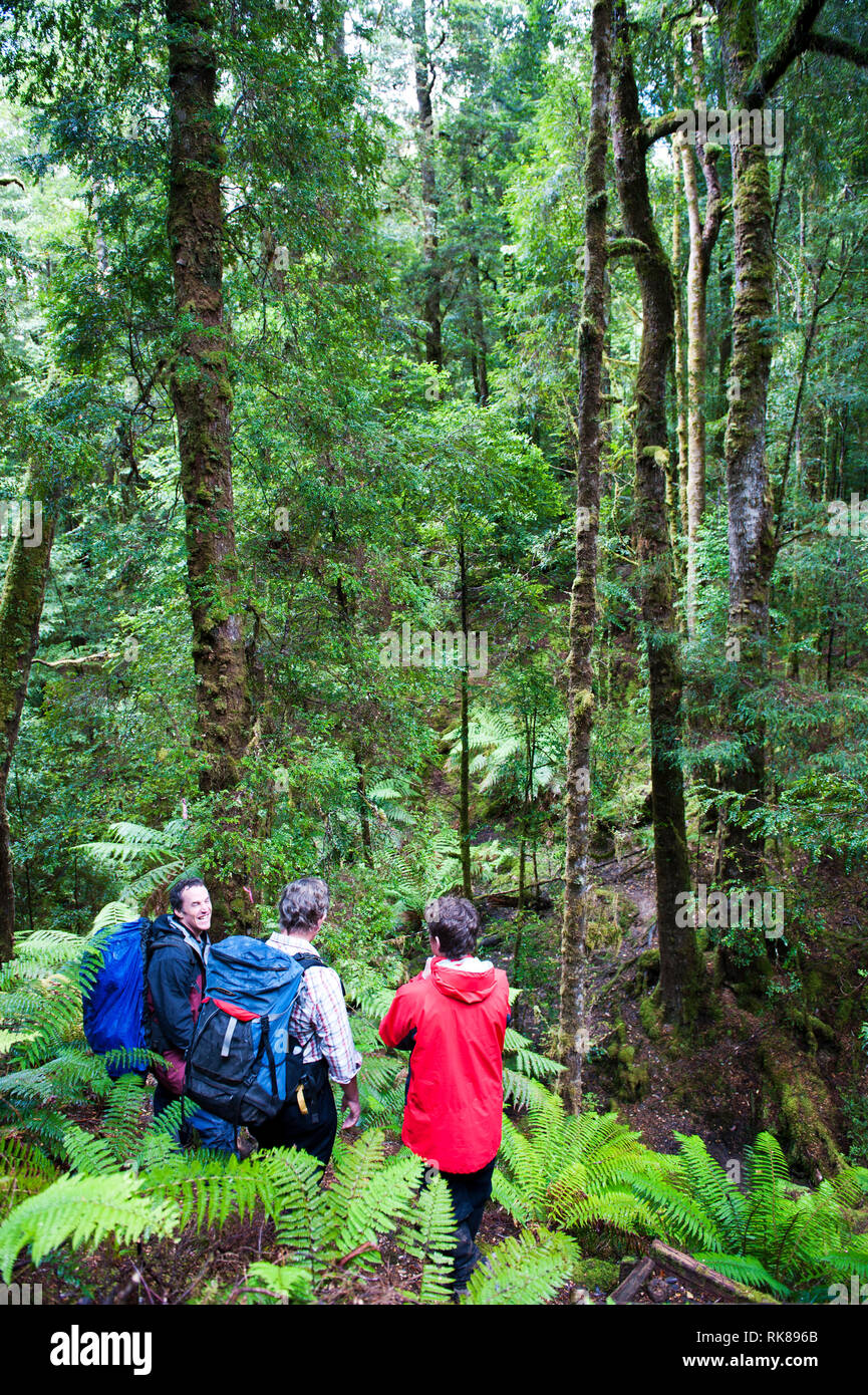 Tourists walking through an ancient myrtle forest in the Tarkine, the ...