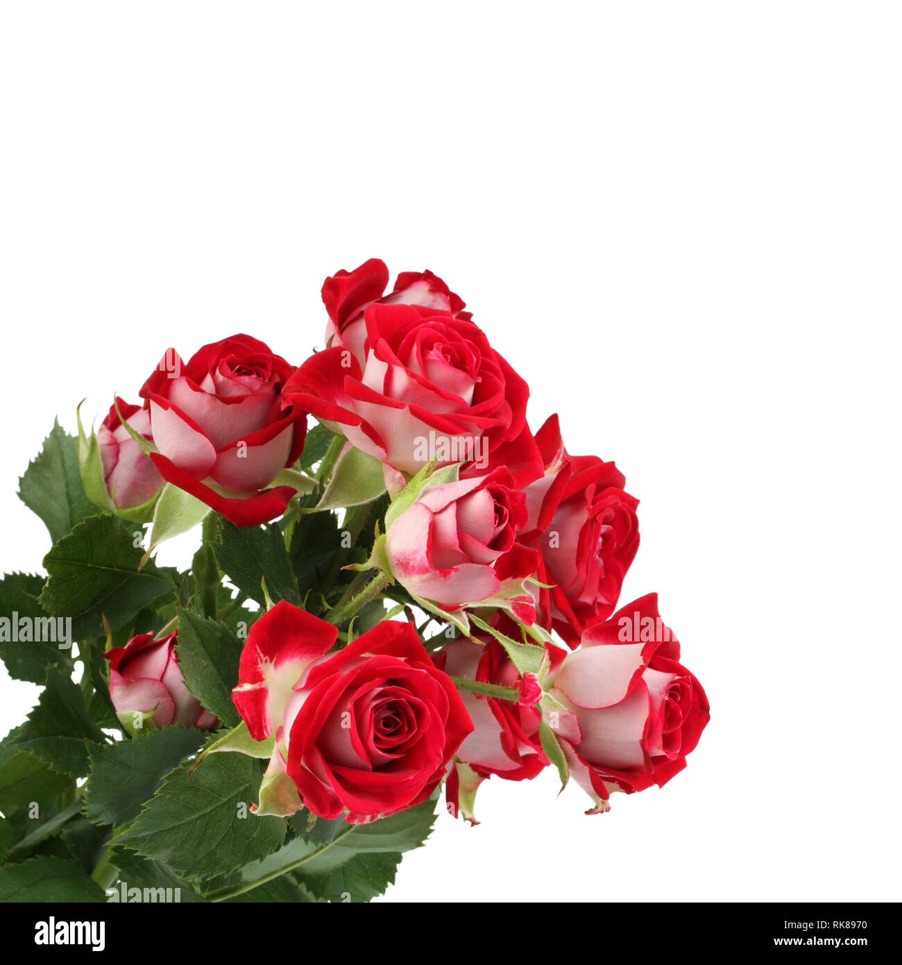 Bouquet of small red roses isolated on white background Stock Photo - Alamy