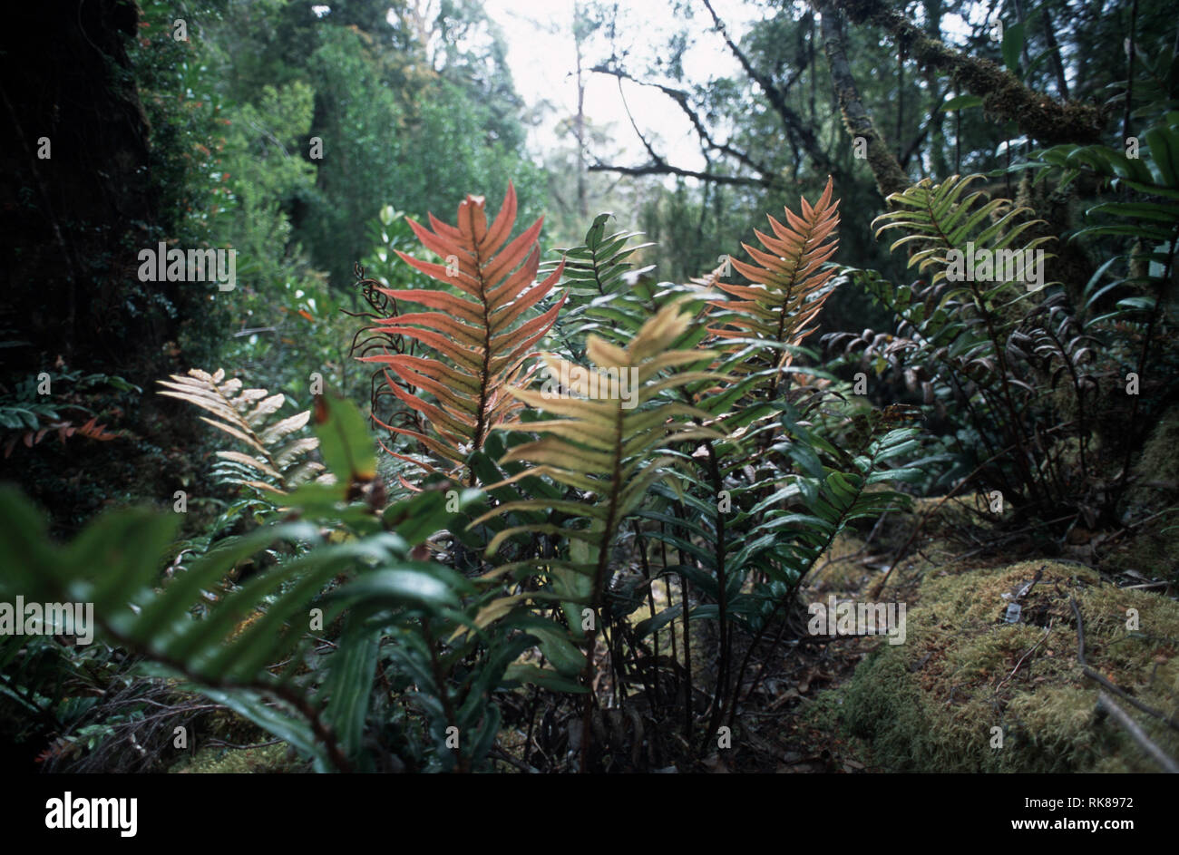 Passing an array of vegetation types, the South Coast Track meanders ...