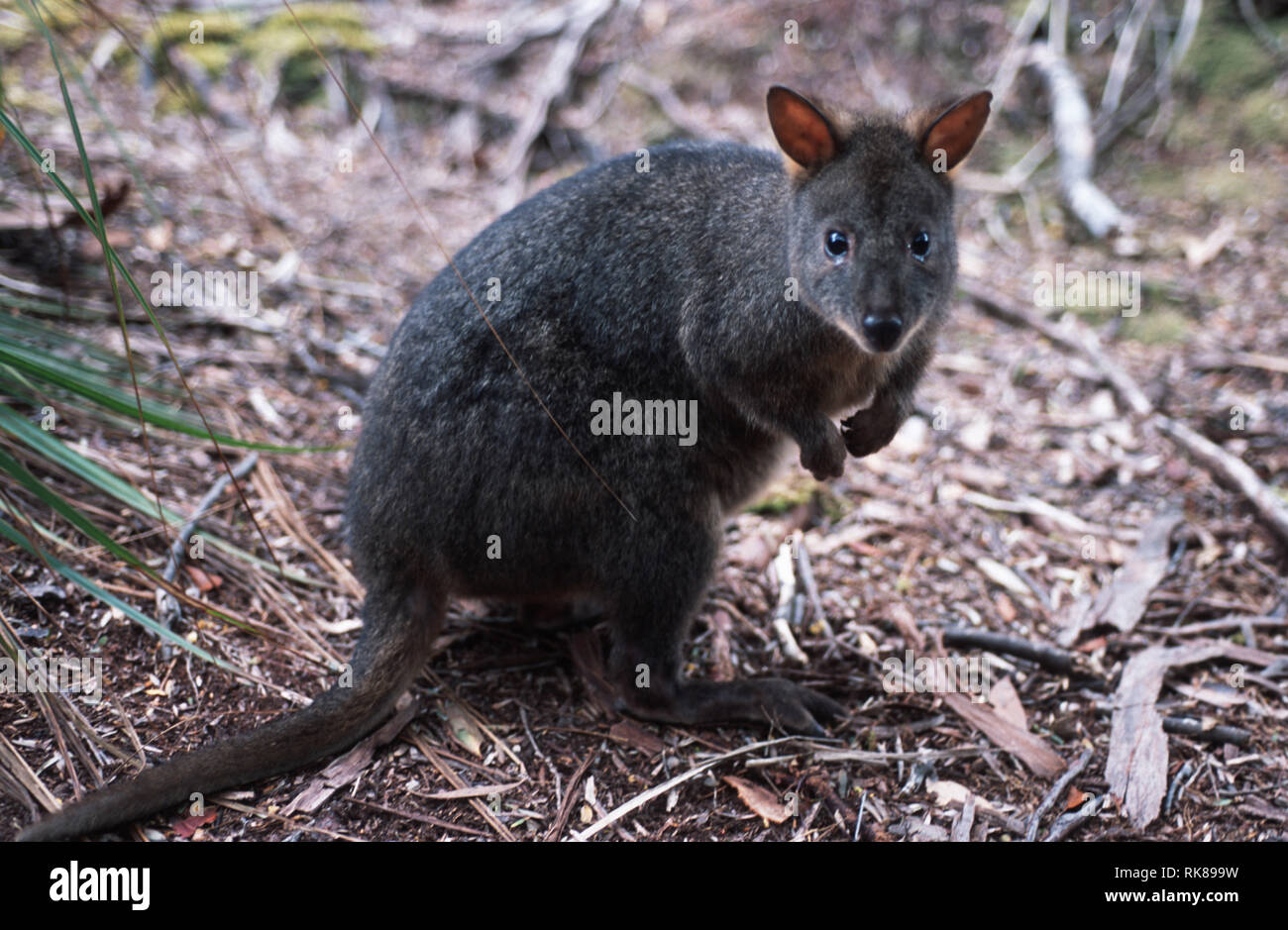 A potoroo, a small native Tasmanian that belongs to the Kangaroo family ...