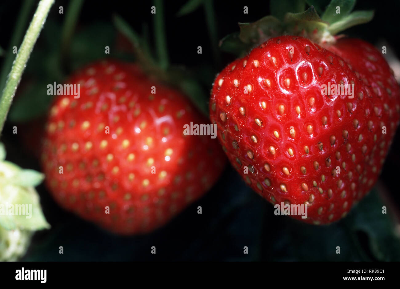 Australian native fruits and berries hi-res stock photography and ...