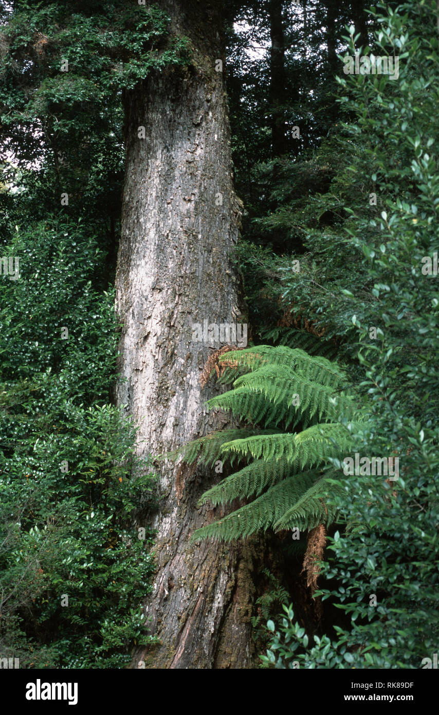 A rare red myrtle tree, more than a thousand years old, in north west ...
