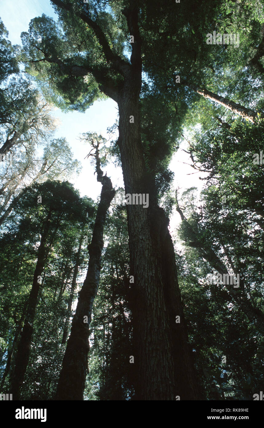 Rare myrtle tree forest hi-res stock photography and images - Alamy