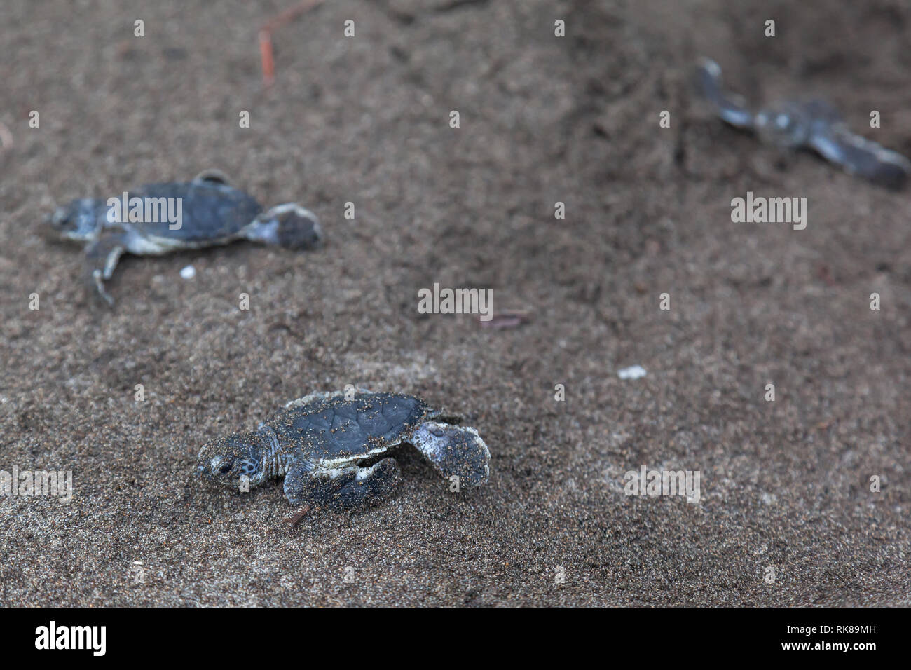 Baby green turtles hi-res stock photography and images - Alamy