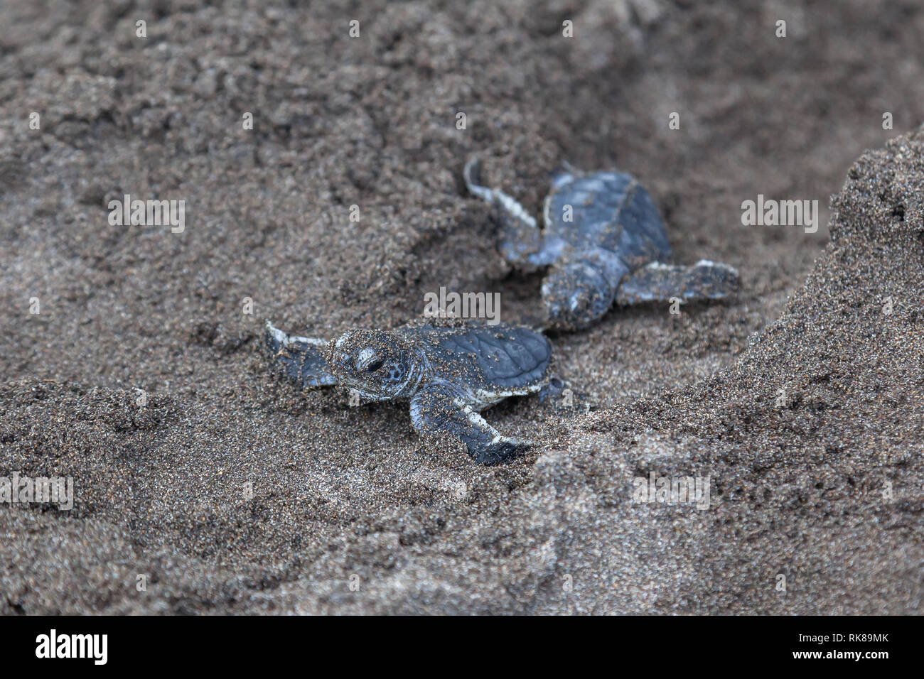 Two baby green turtles (Chelonia mydas) crawling to the ocean on the ...