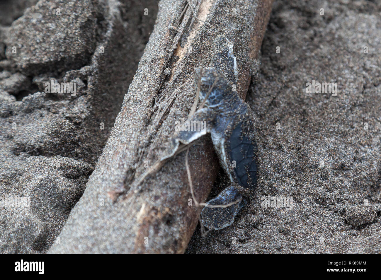 Wood turtle hi-res stock photography and images - Alamy