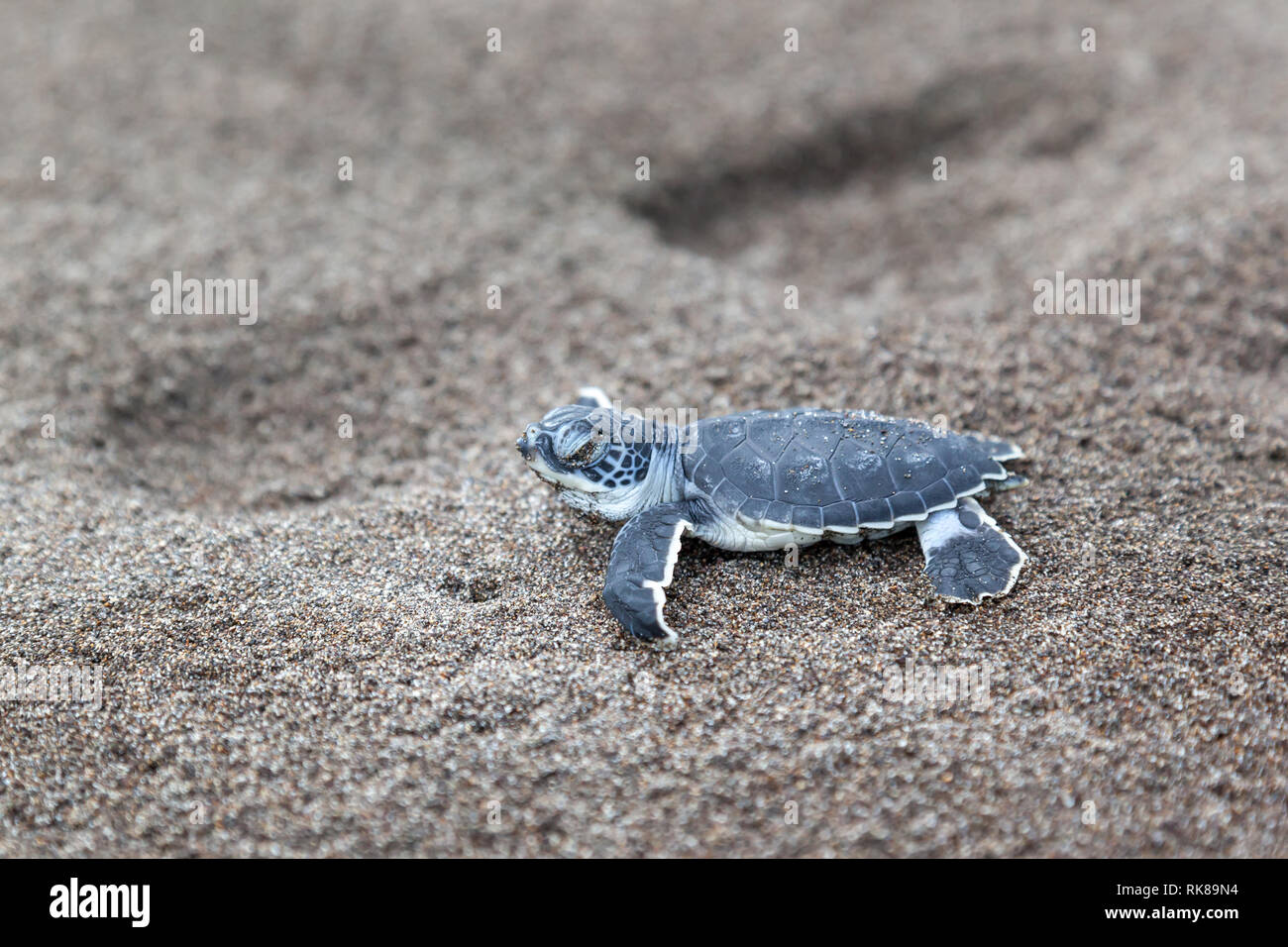 Turtle foot hi-res stock photography and images - Alamy