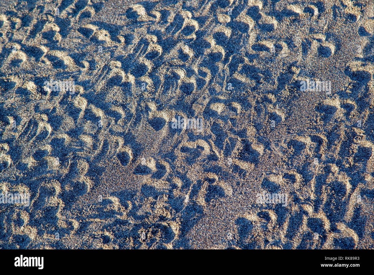 Hawksbill sea turtles hi-res stock photography and images - Alamy