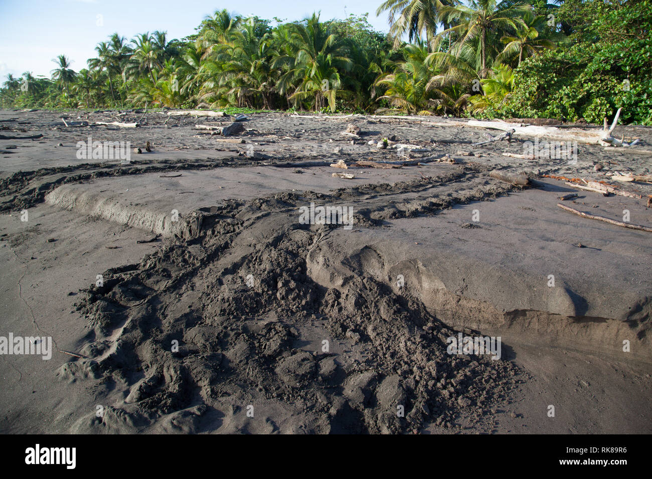 Sea turtle tracks in sand hi-res stock photography and images - Alamy