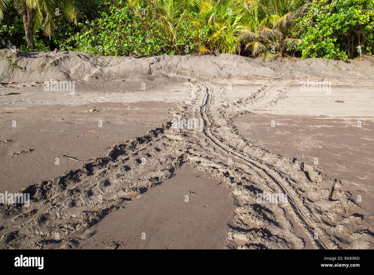 Snapping Turtle Tracks