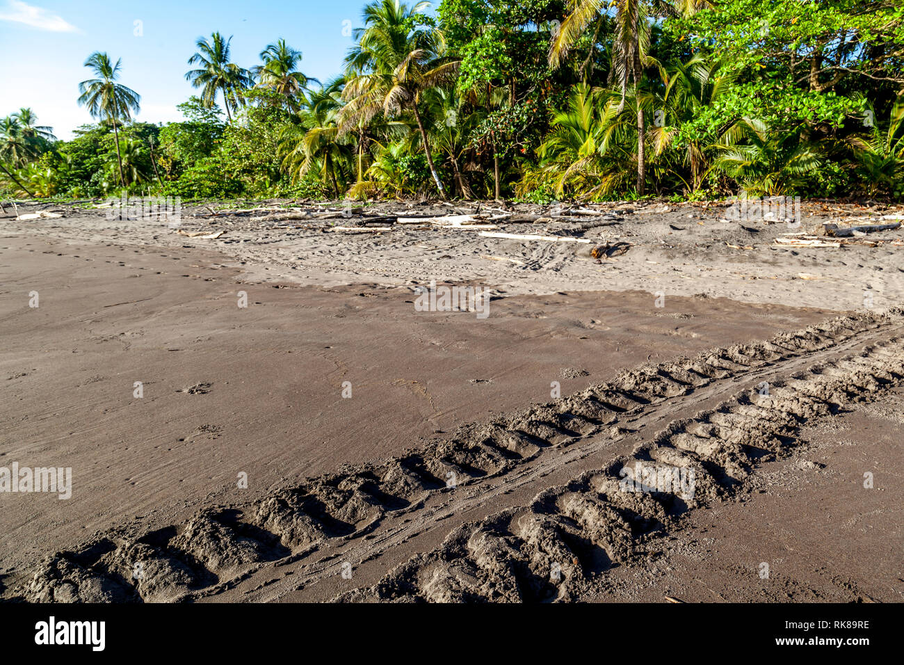 Sea turtle tracks on the beach at Tortuguero National Park in Costa ...