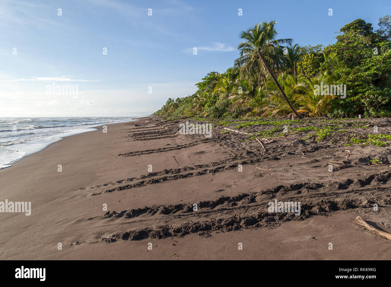 Sea turtle tracks on the beach at Tortuguero National Park in Costa ...