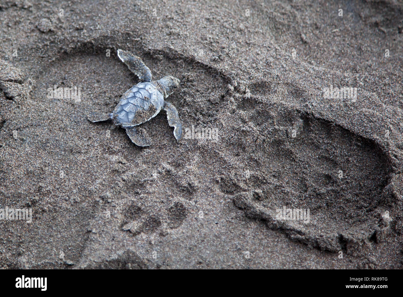 Snapping Turtle Footprint