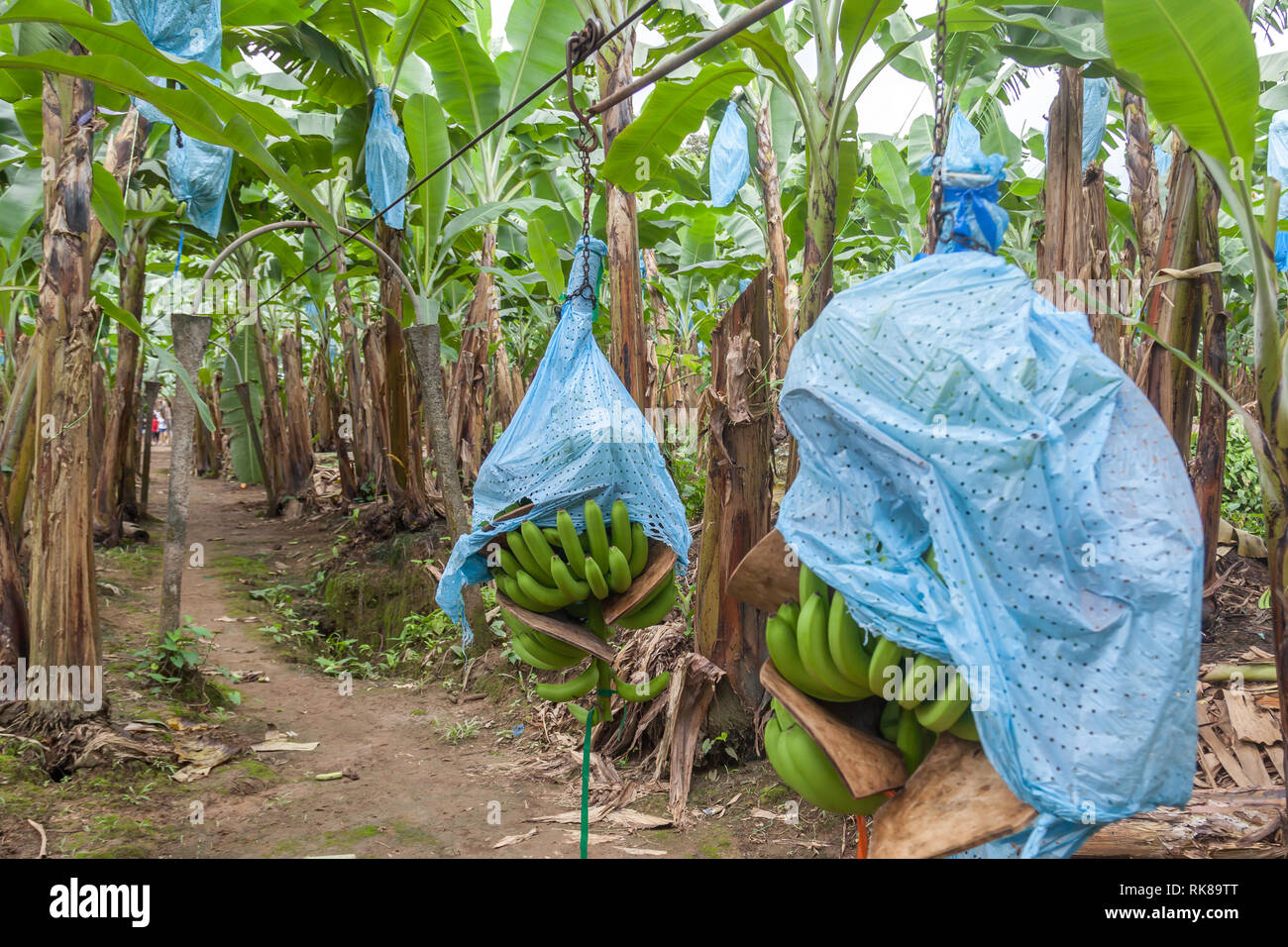 Conveyor used to carry bananas with blue bags from plantation to ...