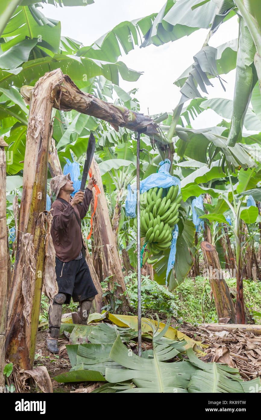 Limon costa rica hi-res stock photography and images - Alamy