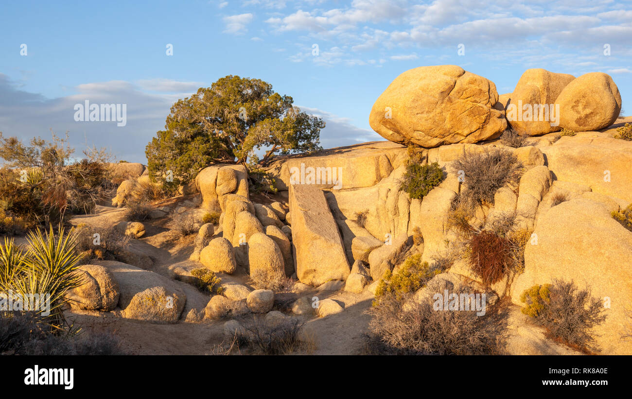 Rocks in the Joshua Tree National Park in morning sun, California, USA ...