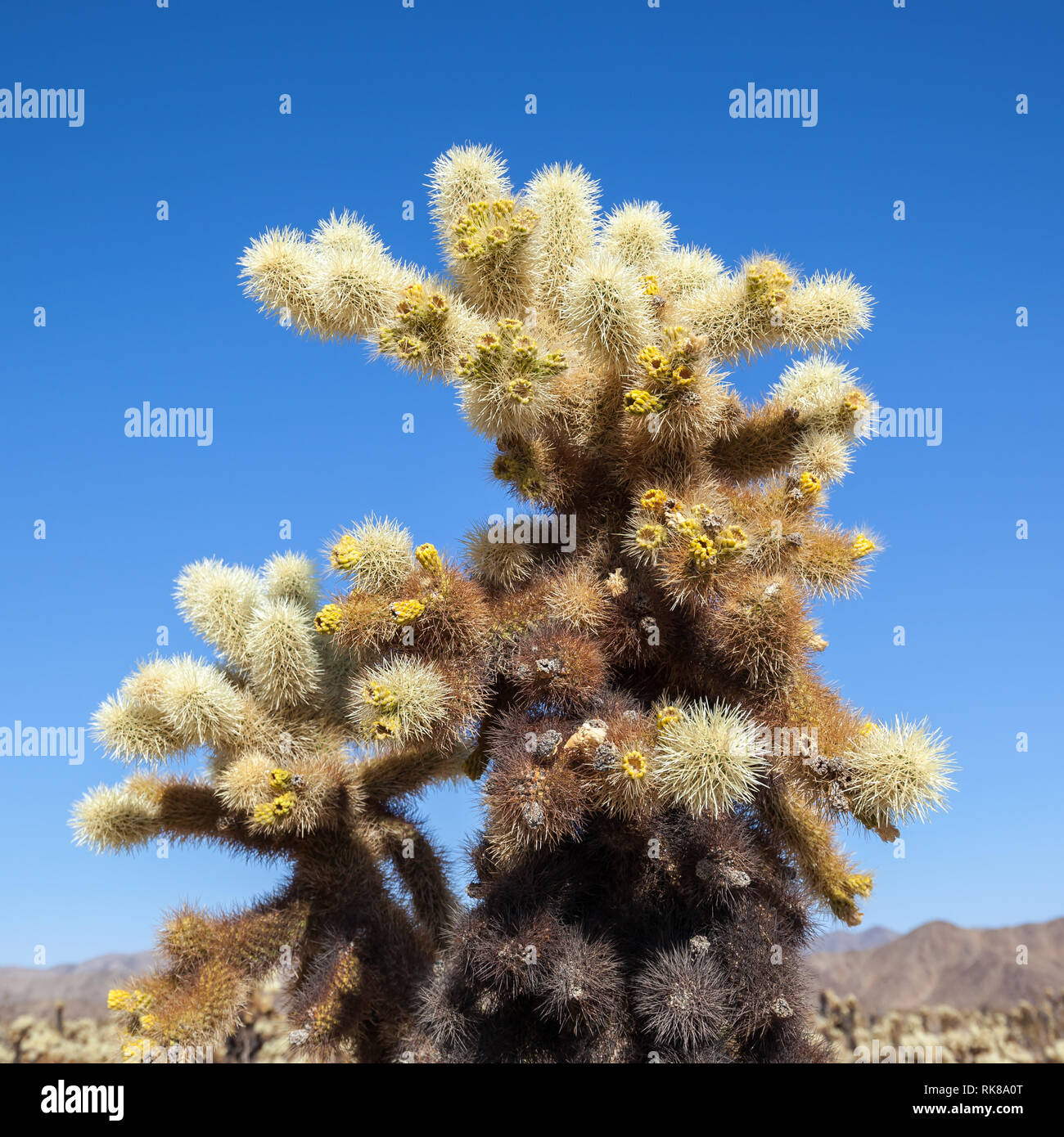 Joshua tree national park cactus garden hi-res stock photography and ...
