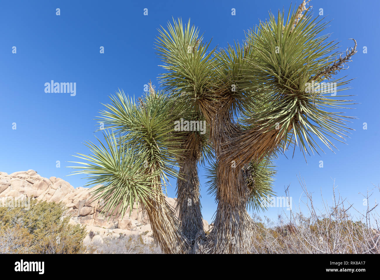 Joshua Trees in the Joshua Tree National Park, California, USA Stock ...