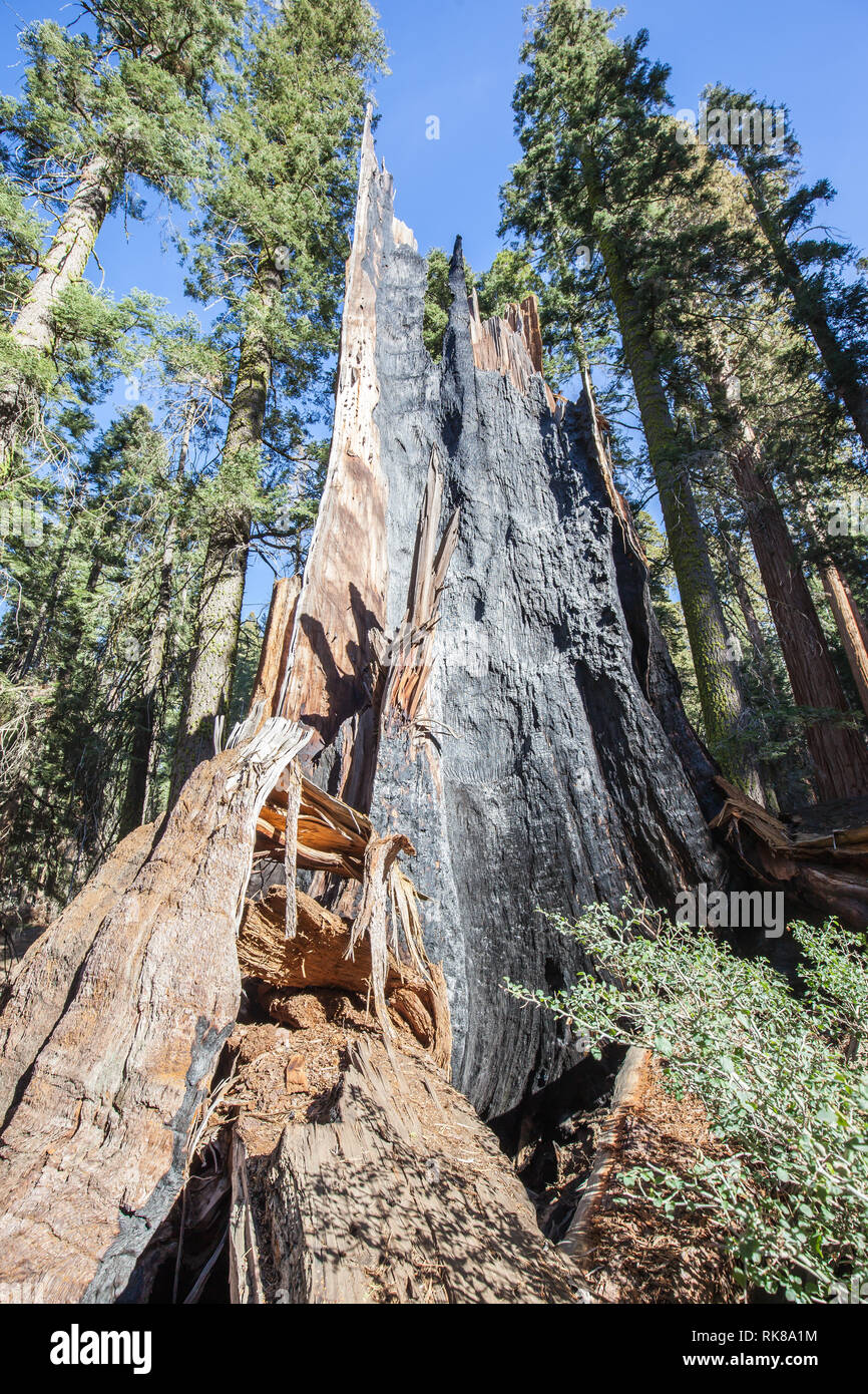 Burnt trees sequoia national park hi-res stock photography and images ...