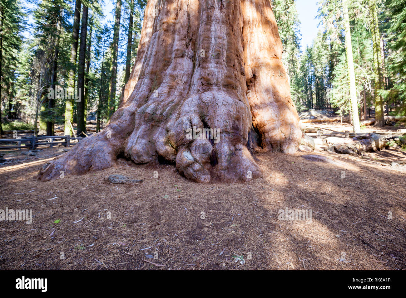 Trunk of the General Sherman tree located in Sequoia National Park ...
