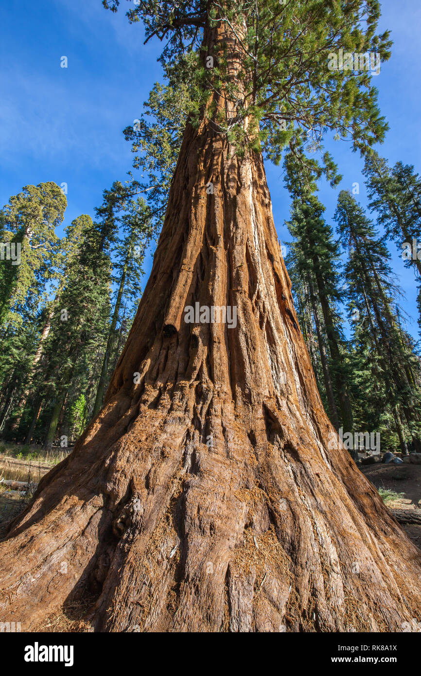 Sequoia tree national park hi-res stock photography and images - Alamy