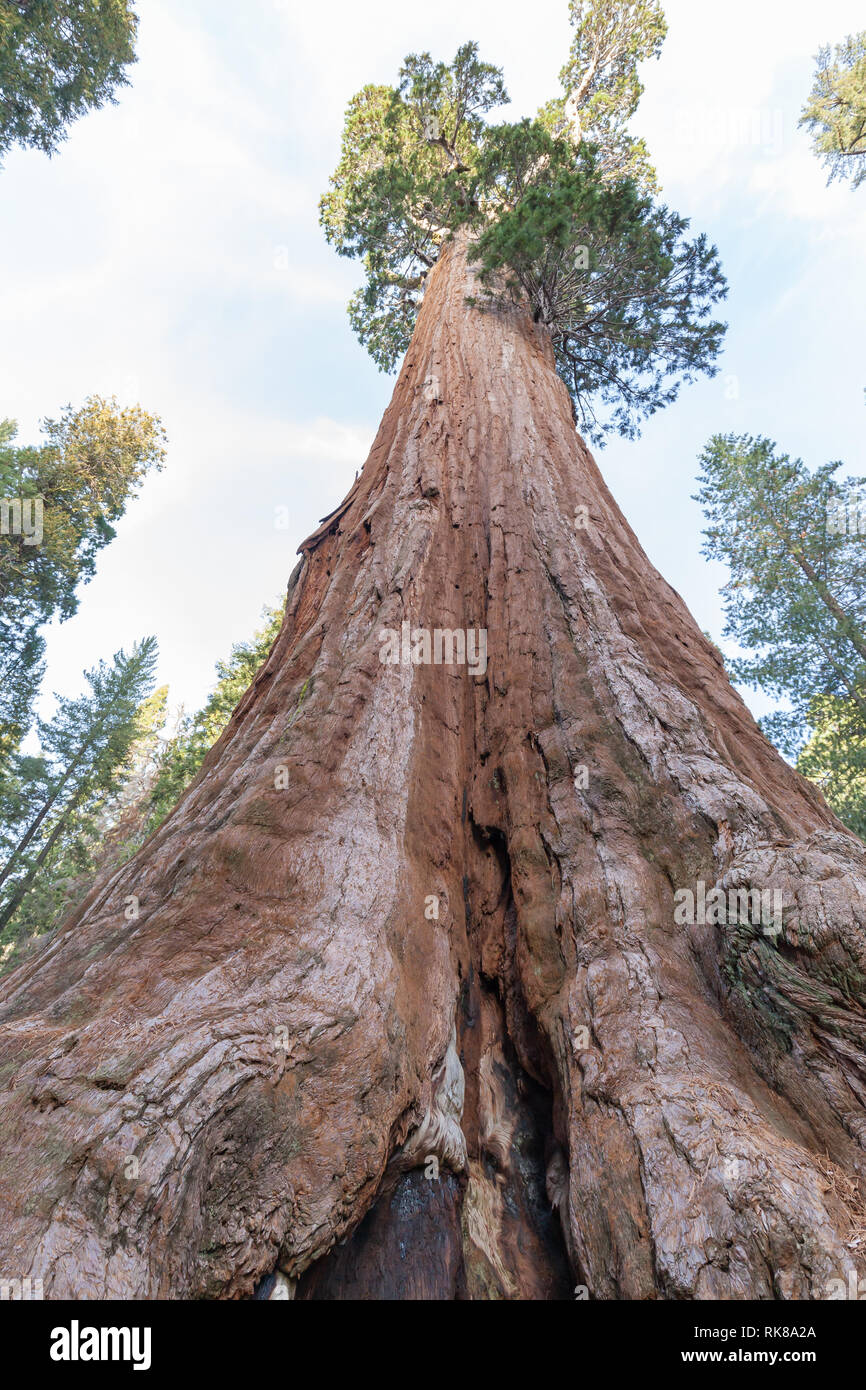 Giant sequoia trees hi-res stock photography and images - Alamy