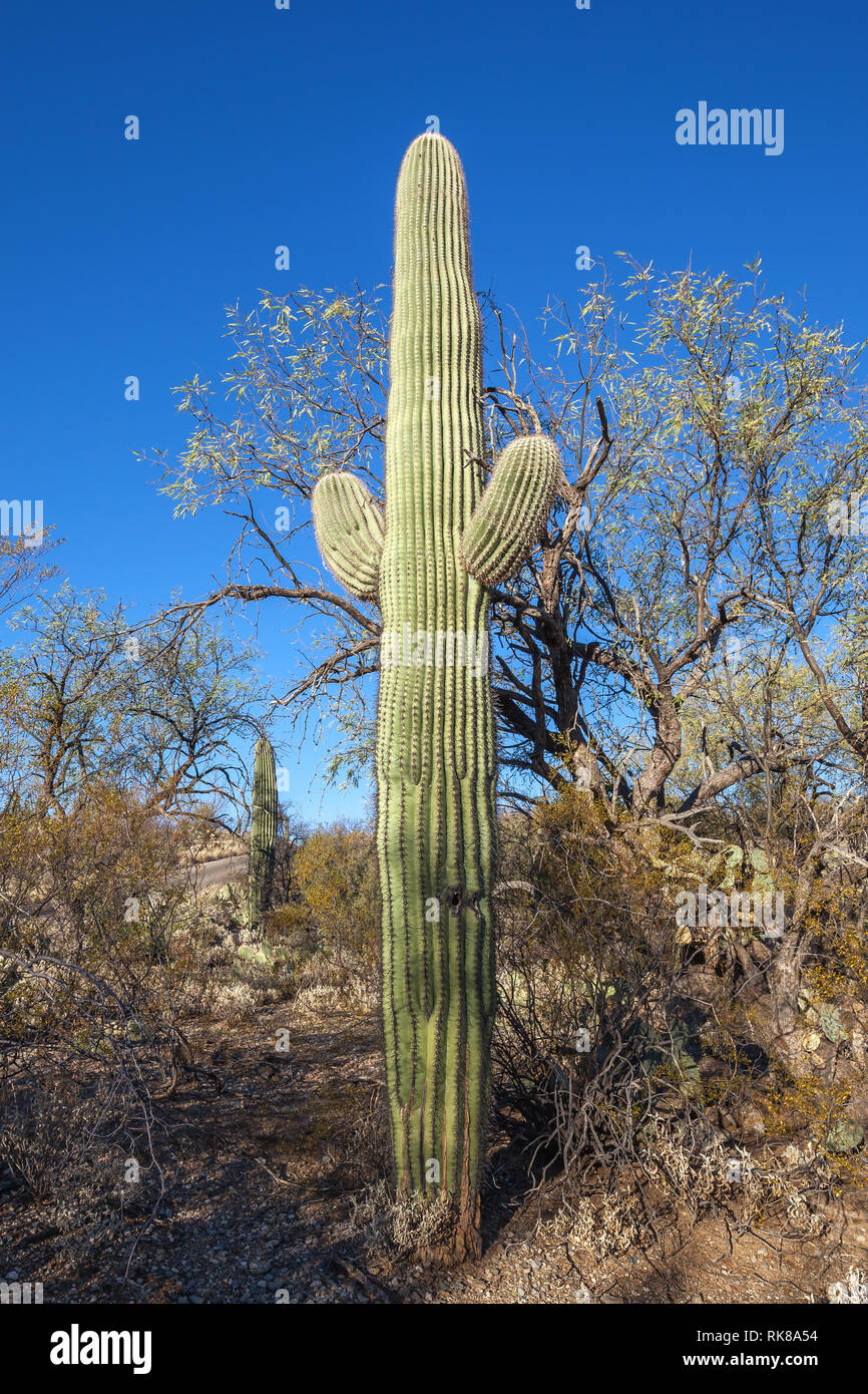 Saguaro (Carnegiea gigantea) in Saguaro National Park, Arizona. The ...