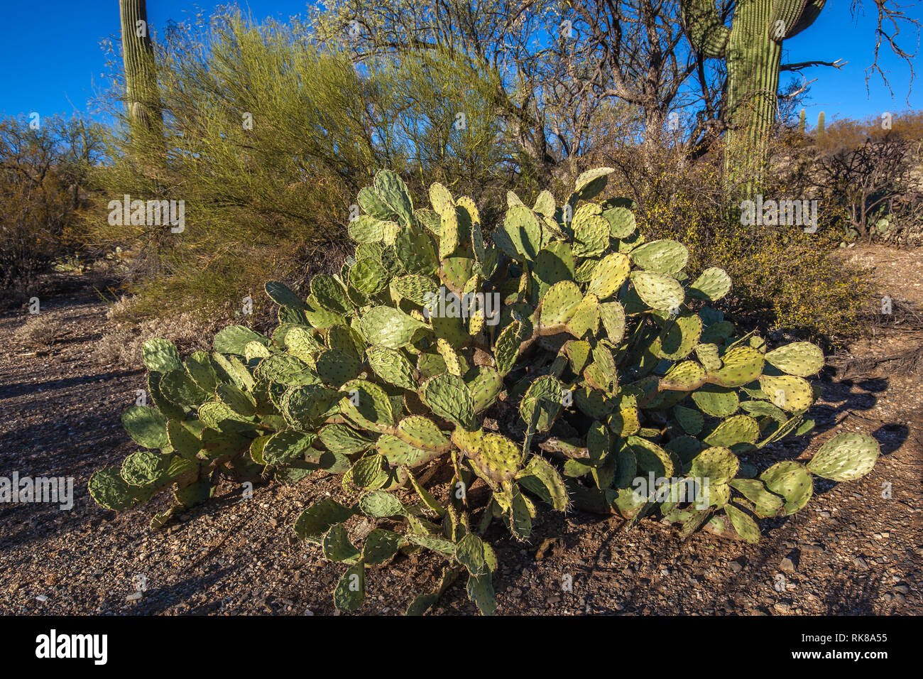 Prickly pear cactus arizona hi-res stock photography and images - Alamy