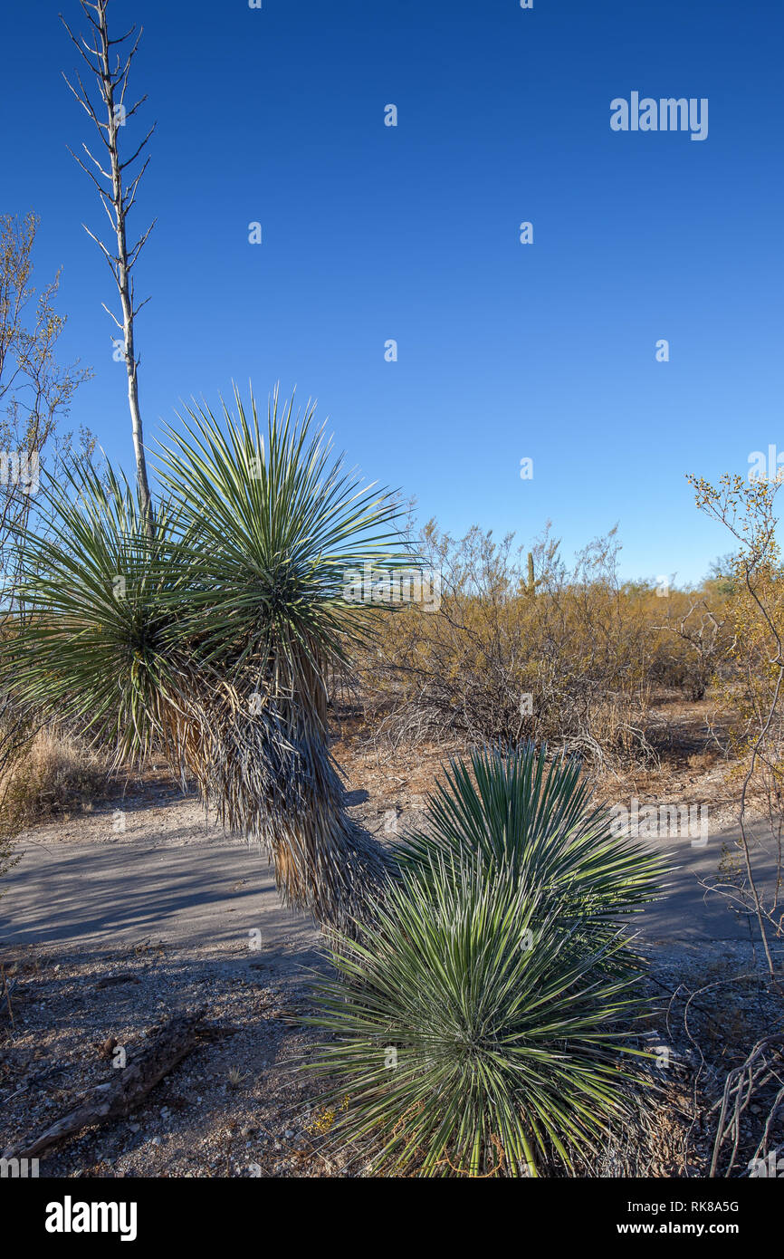 Desert spoon plant hi-res stock photography and images - Alamy