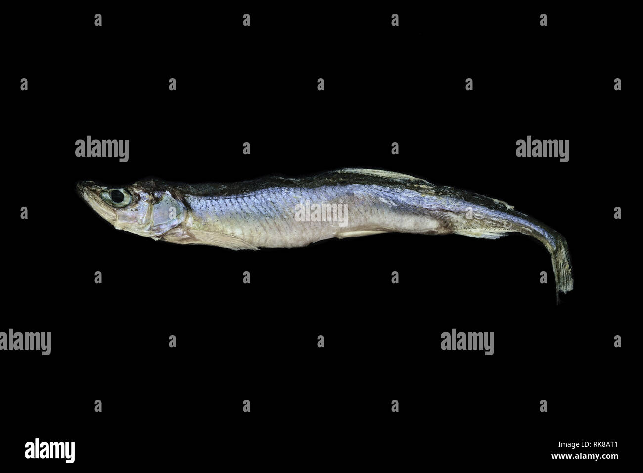 Dried salted smelt fish hi-res stock photography and images - Alamy