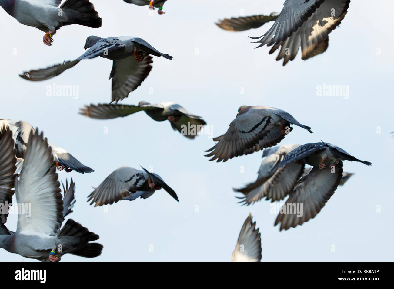 flock of speed racing pigeon flying mid air Stock Photo - Alamy