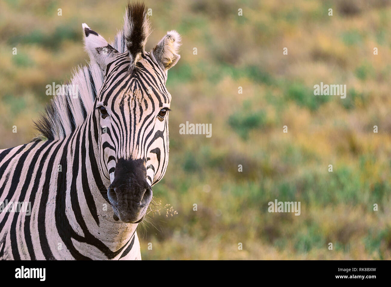 Chewing zebra portrait with blured background in National Park in South ...