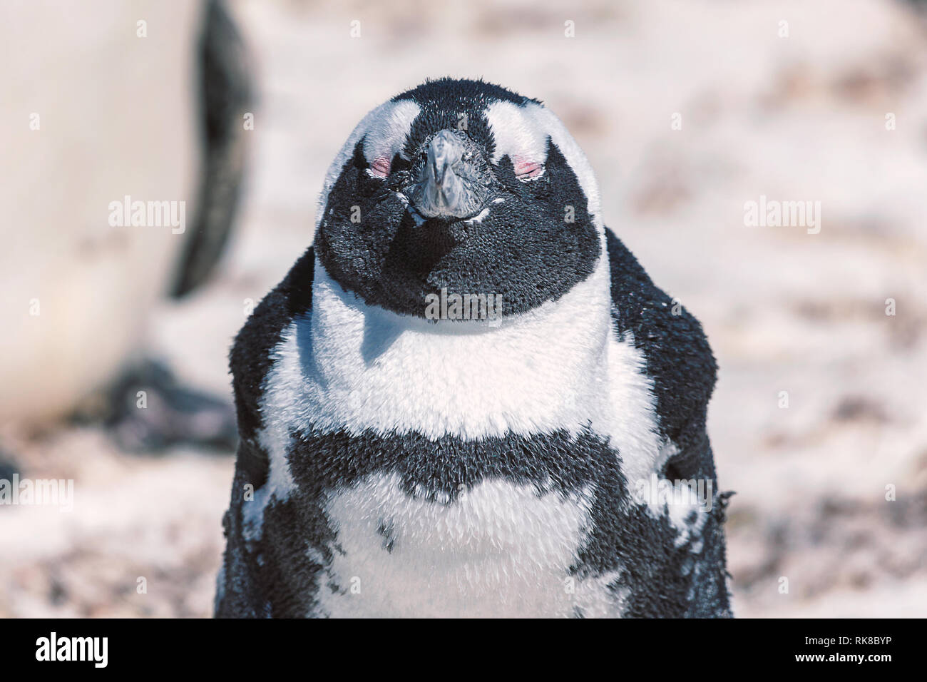 African penguin close up portrait with closed eyes and satisfied happy ...