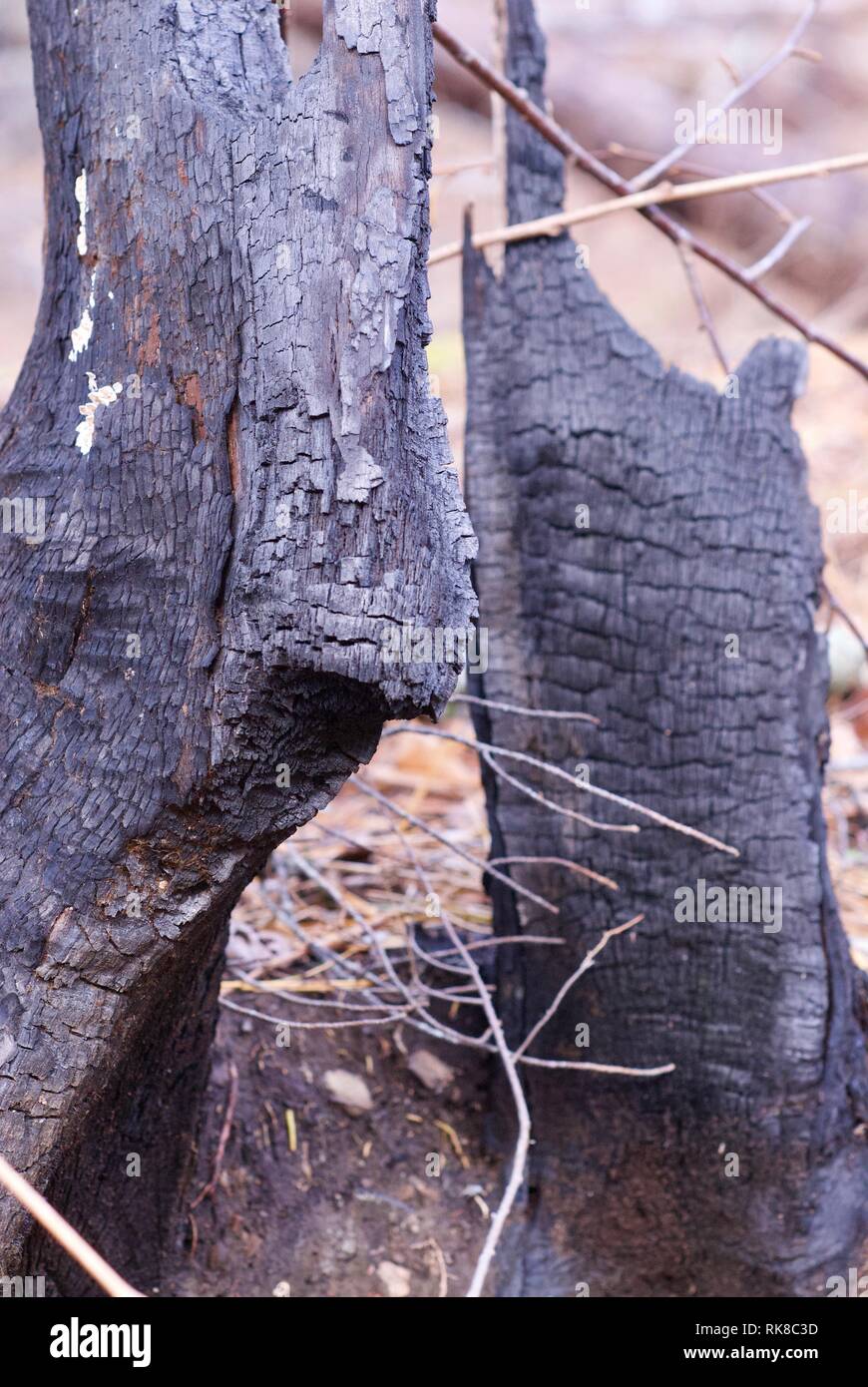 Burned trunk hi-res stock photography and images - Alamy
