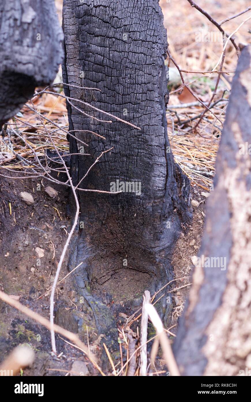 Burned out forest hi-res stock photography and images - Alamy