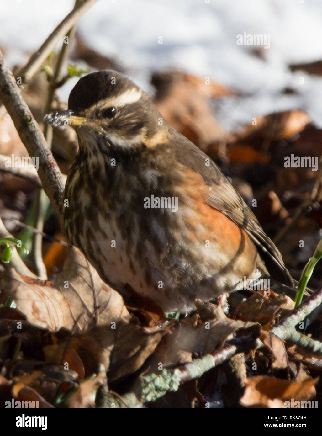 Protected species redwing hi-res stock photography and images - Alamy