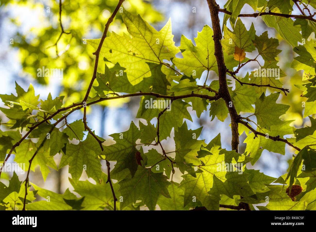 Maple tree branches and the sky. Tunks park, Sydney, New South Wales ...