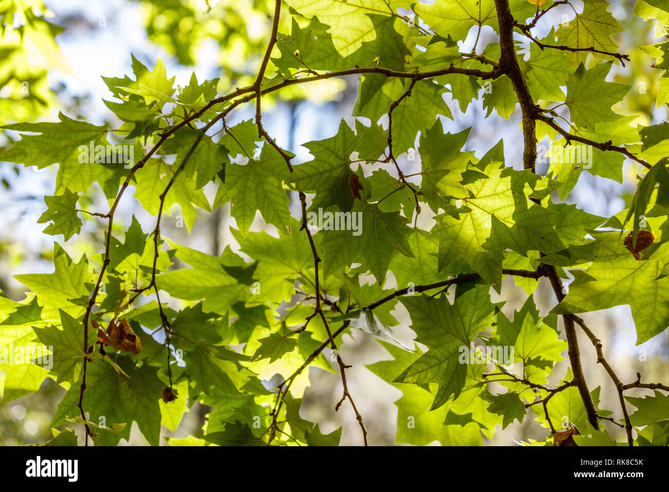 Tunks park sydney hi-res stock photography and images - Alamy