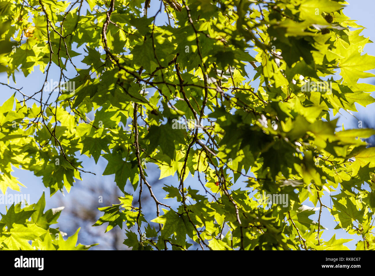 Tunks park sydney hi-res stock photography and images - Alamy
