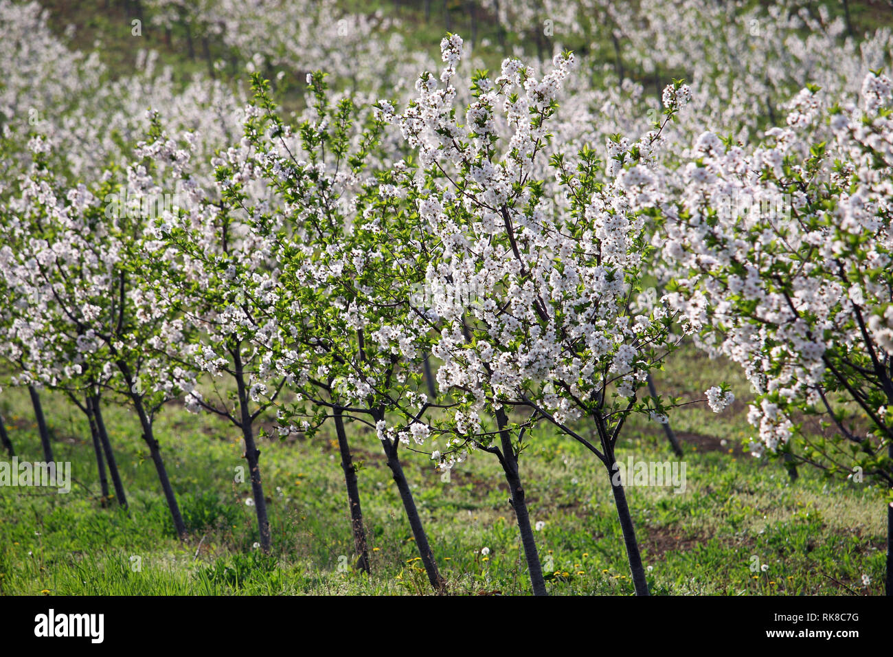 Cherry trees plantation hi-res stock photography and images - Alamy