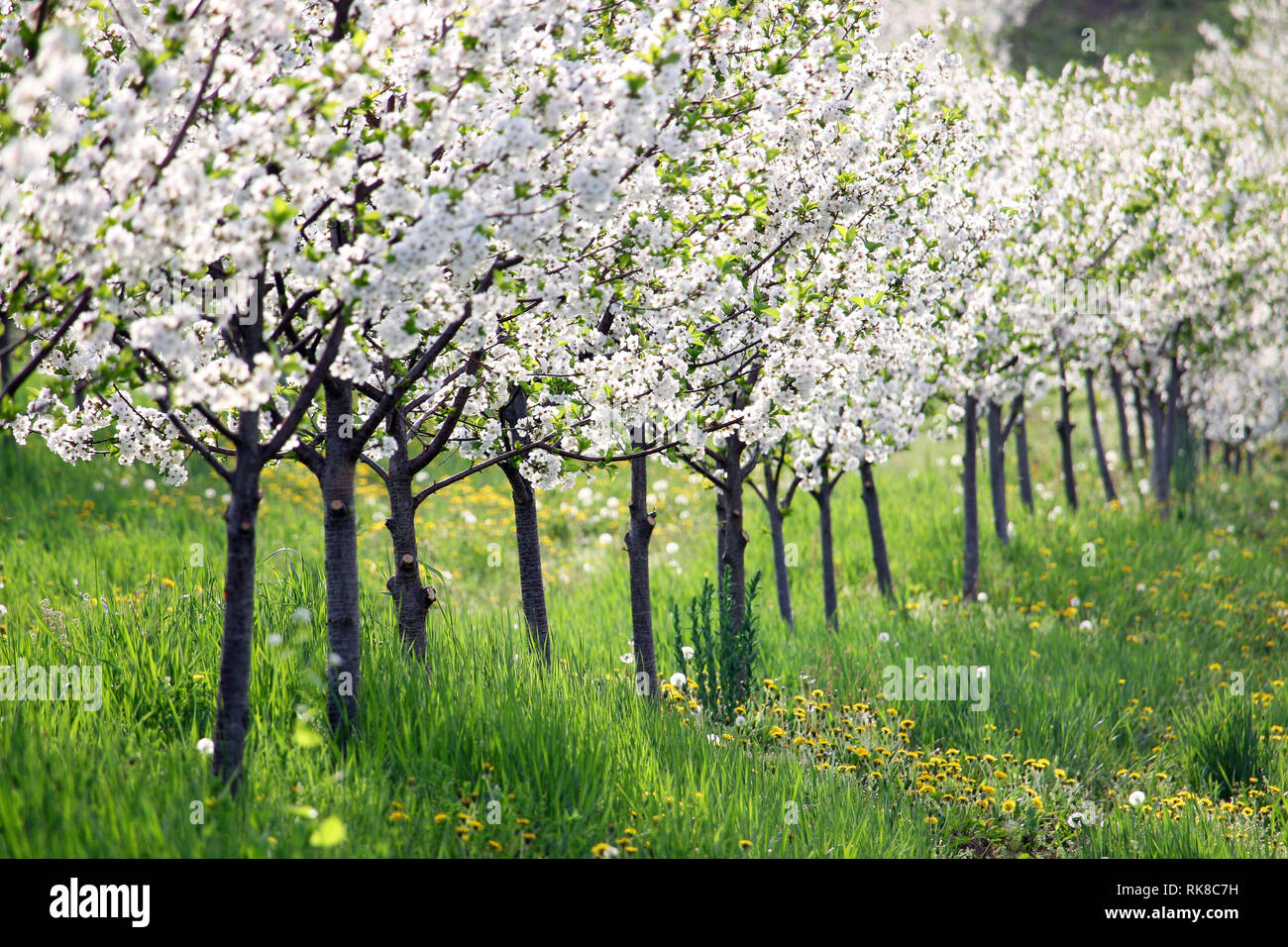 Beautiful cherry orchard in hi-res stock photography and images - Alamy